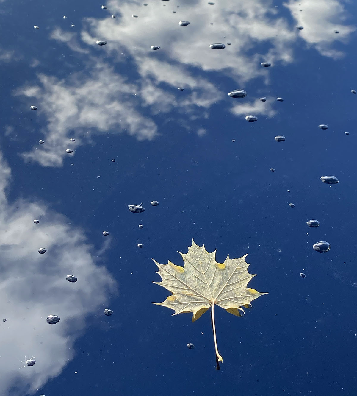 Sky Leaf - Jon's Journal